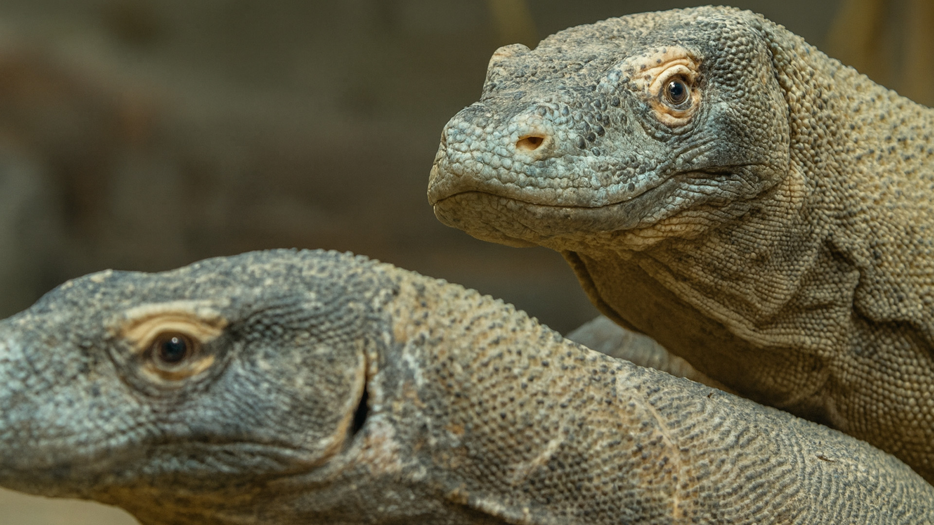 Komodo Dragon – A Wild Asian Predator Up Close