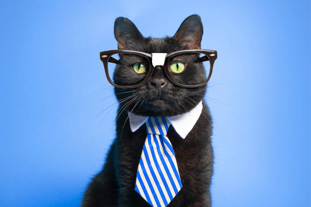 Meet the Feline Geniuses: The Smartest Cat Breeds in the World