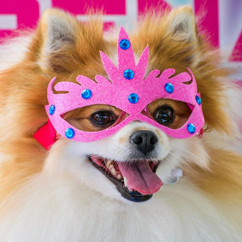 25 Dog Breeds with the Biggest and Most Expressive Personalities