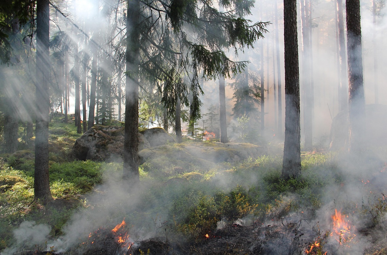 The Role of Forests in Regulating Earth's Climate