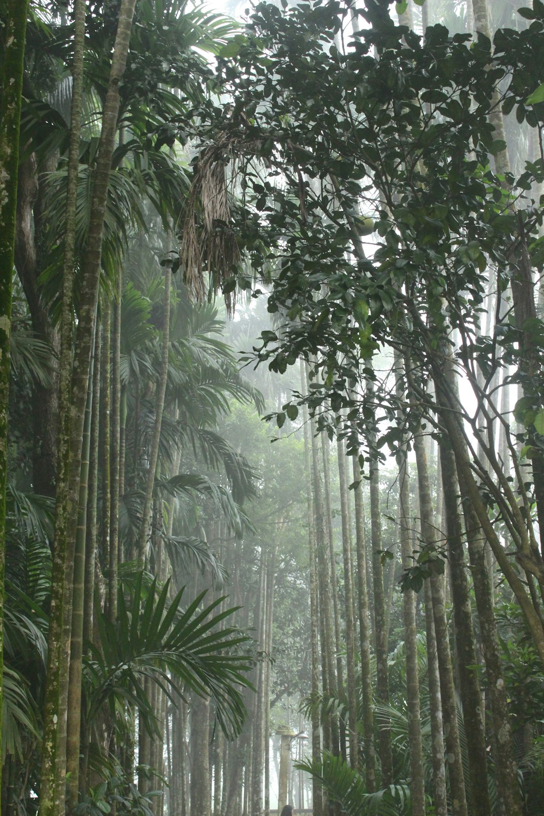The Role of Forests in Regulating Earth's Climate