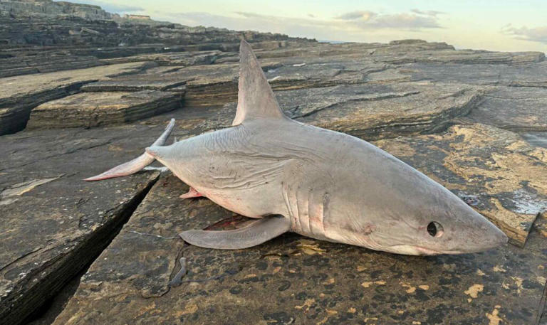 Rare six-foot shark washes up on Scottish coastal rocks in shocking photos
