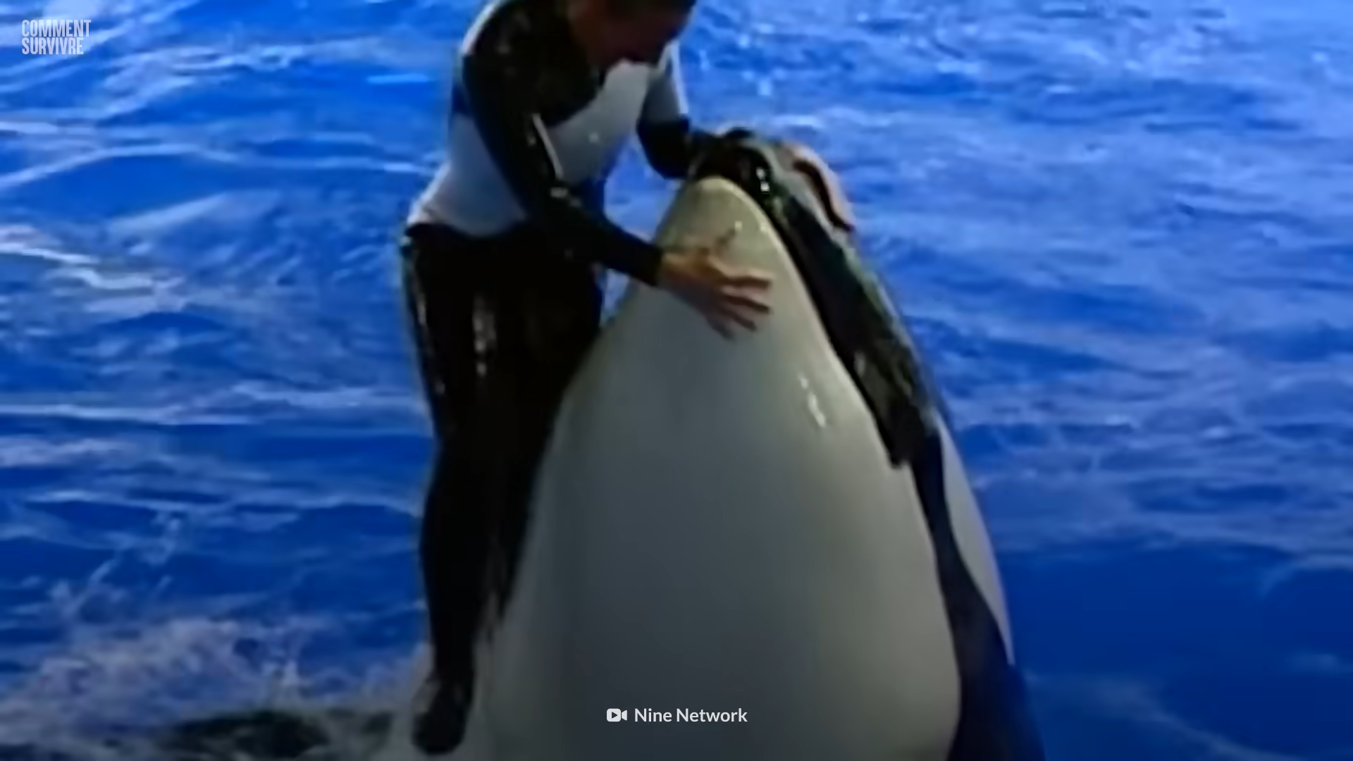 Pourquoi l’orque Tilikum a attaqué sa dresseuse en plein spectacle