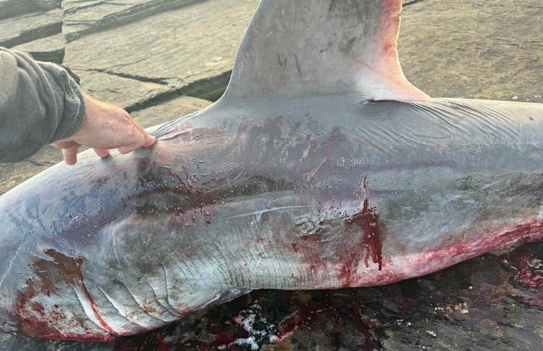 Rare six-foot shark washes up on Scottish coastal rocks in shocking photos