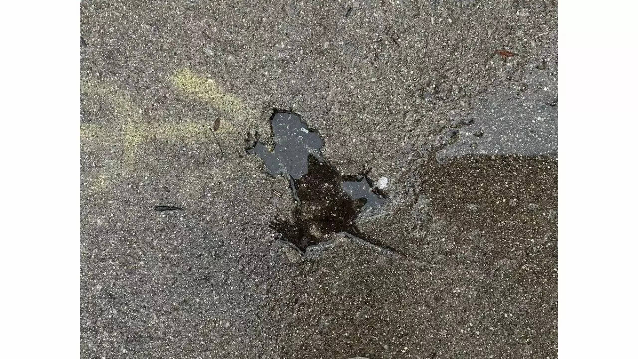Chicago’s viral “Rat Hole” wasn’t a rat at all! Scientists reveal the ...