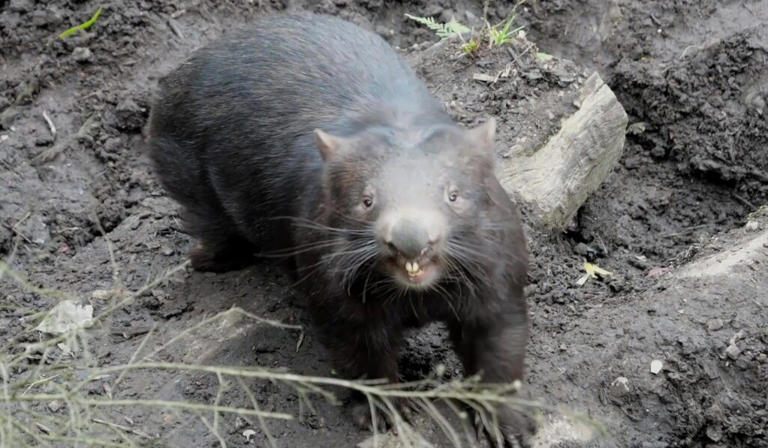 Wombats Gem and Milo get teeth into dental check-up