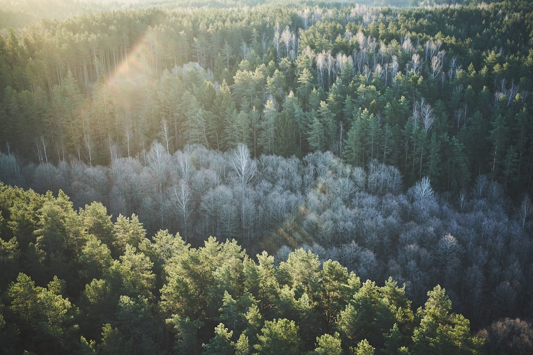 The Role of Forests in Regulating Earth's Climate