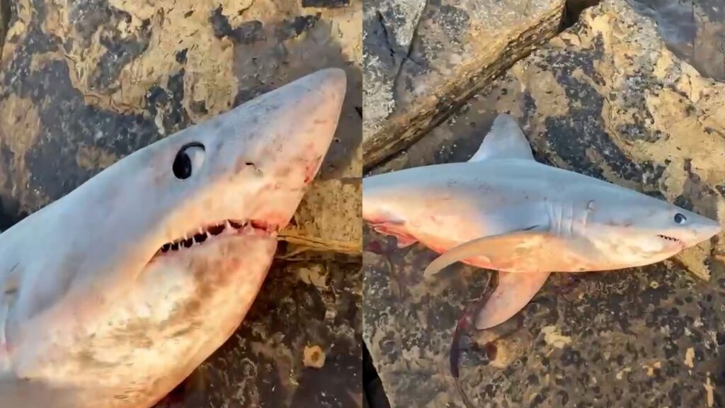Rare six-foot shark washes up on Scottish coastal rocks in shocking photos