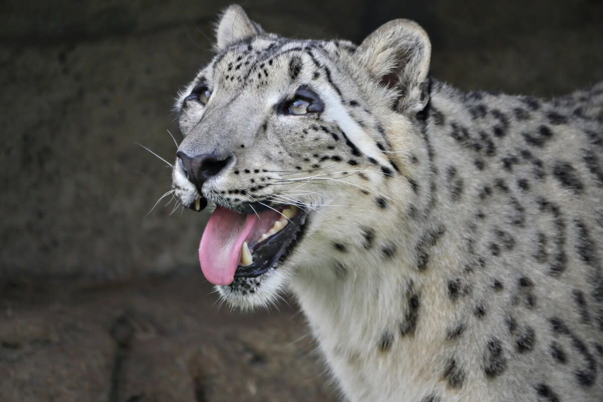 Playful Snow Leopard’s Silly Pumpkin Shenanigans Are Totally Adorable