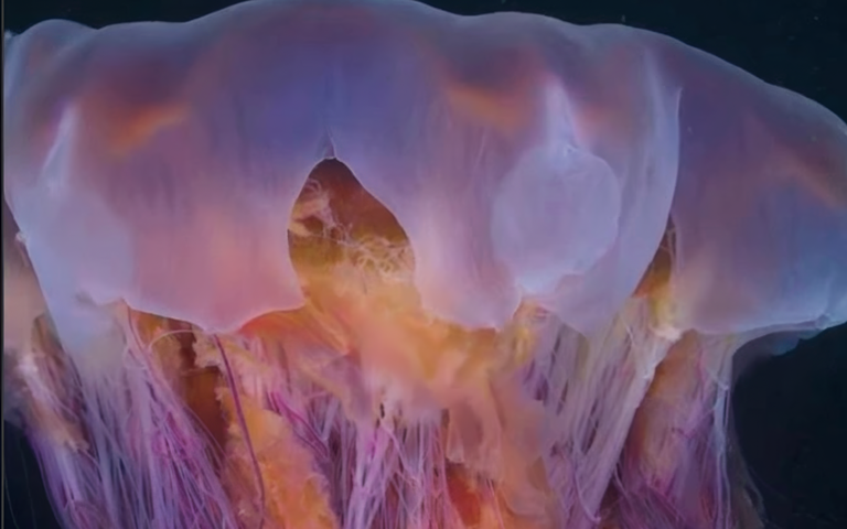 Un plongeur filme la plus grande méduse du monde la nuit, la vidéo est ...