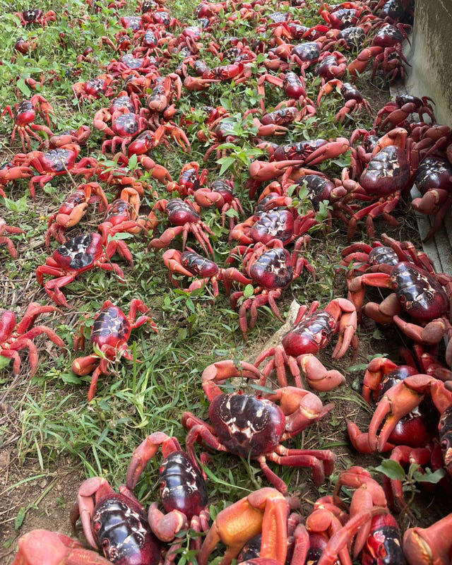 Tens of millions of red crabs begin annual migration on Christmas Island