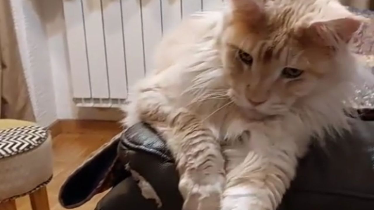 Male cat acts like a king while the poor dog stays nervous