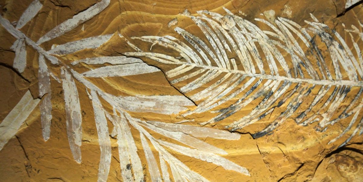 A Secret Code Shapes All Life, Scientists Say. But This Ancient Fossil ...