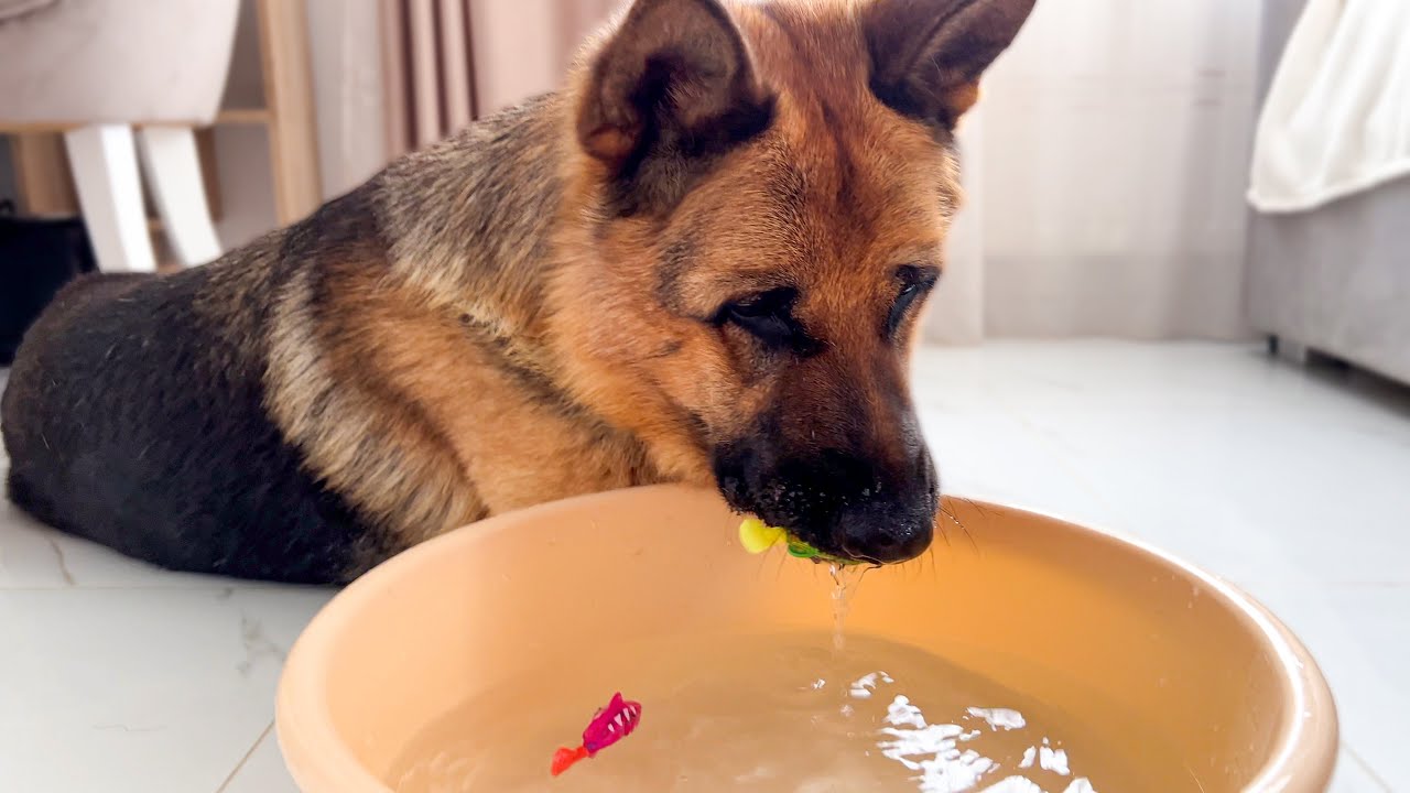 German Shepherd Tries to Catch a Fish in the Water