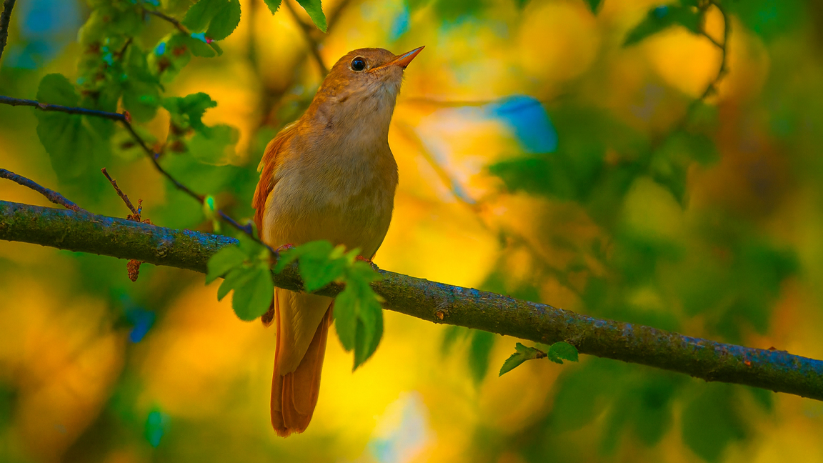 Beautiful Singing Bird in the Forest
