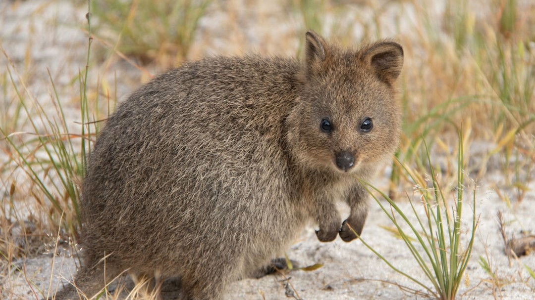 Which Animals View Humans as Predators?
