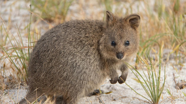 Which Animals View Humans as Predators?