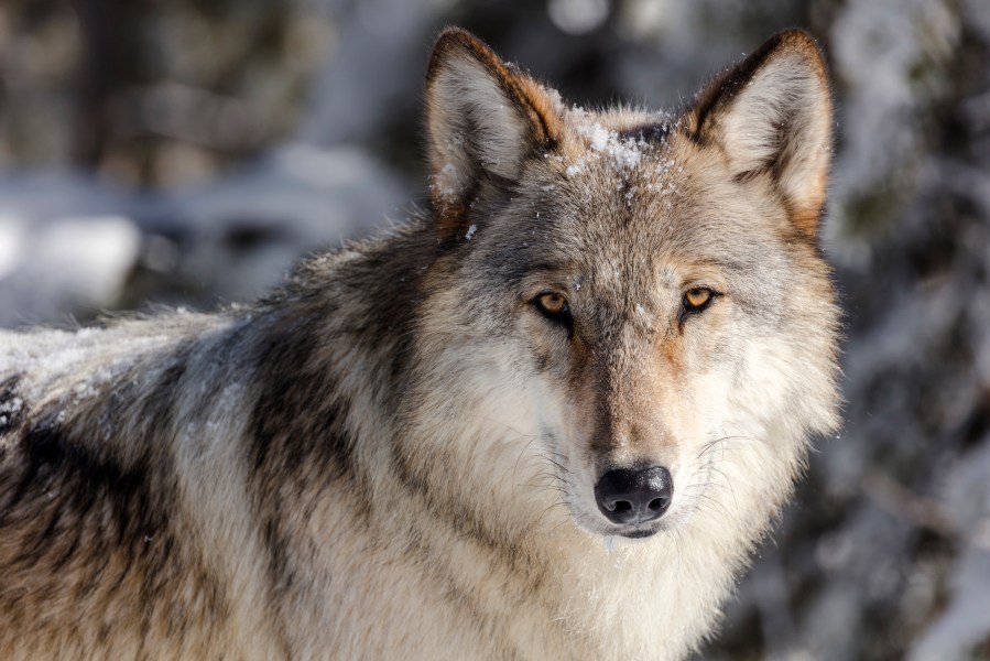Colorado’s gray wolves near three neighboring states’ borders: CPW