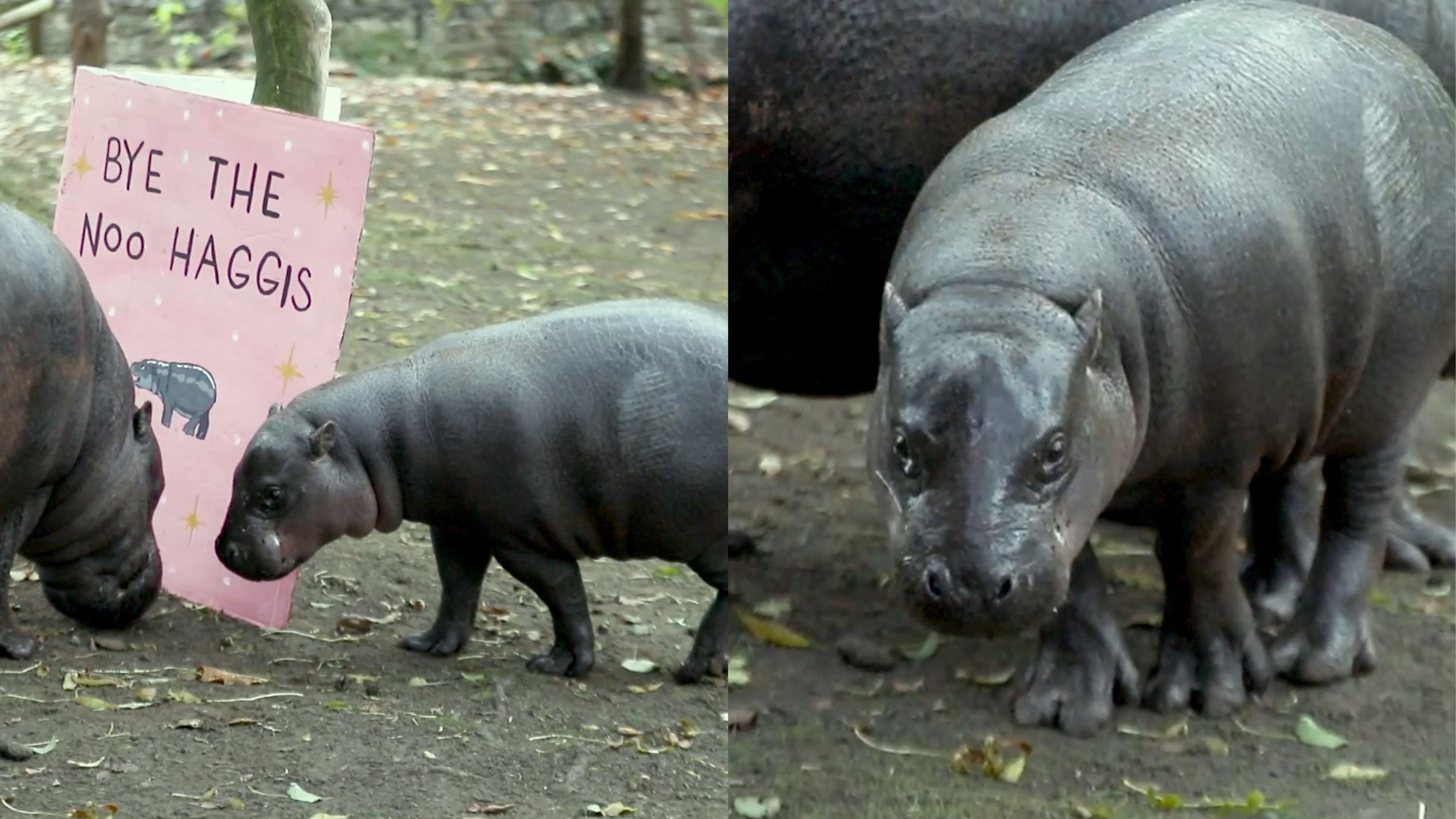 Edinburgh Zoo fond farewell to Haggis the pygmy hippo