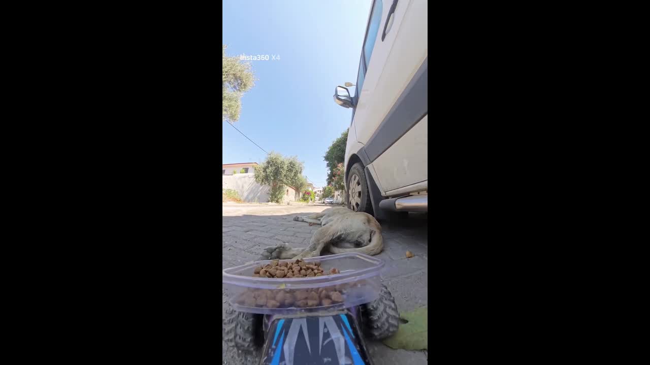 Man wakes up and feeds stray dog with remote-controlled car loaded with ...