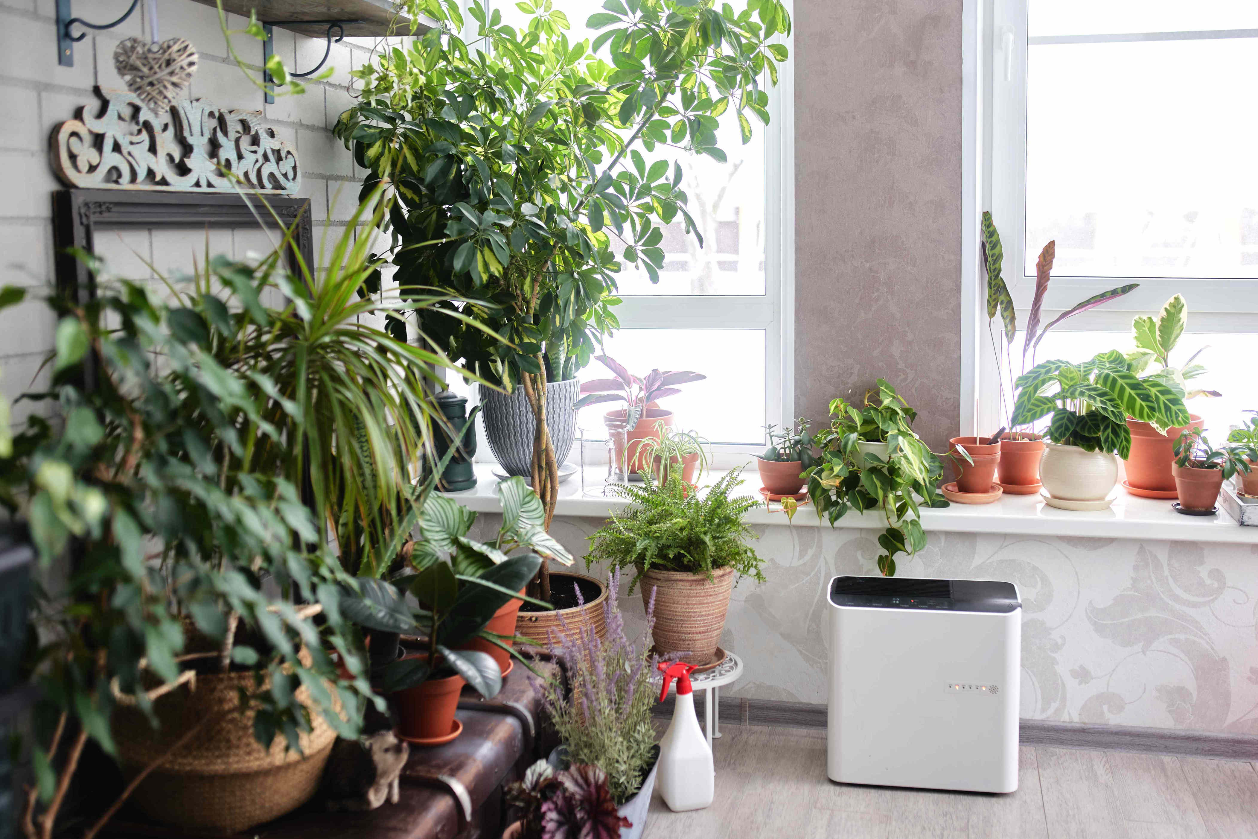 6 Plant Care Tips for People Who Can’t Keep Anything Alive, Straight ...