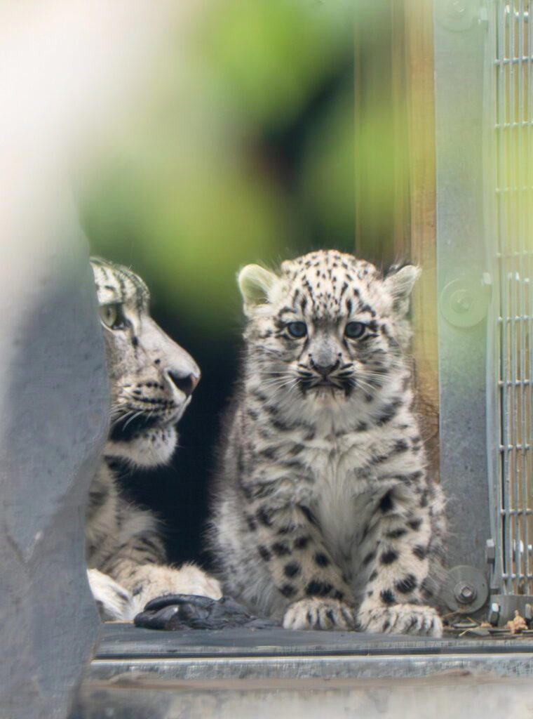 International Snow Leopard Day: Rare baby snow leopard gets first ...