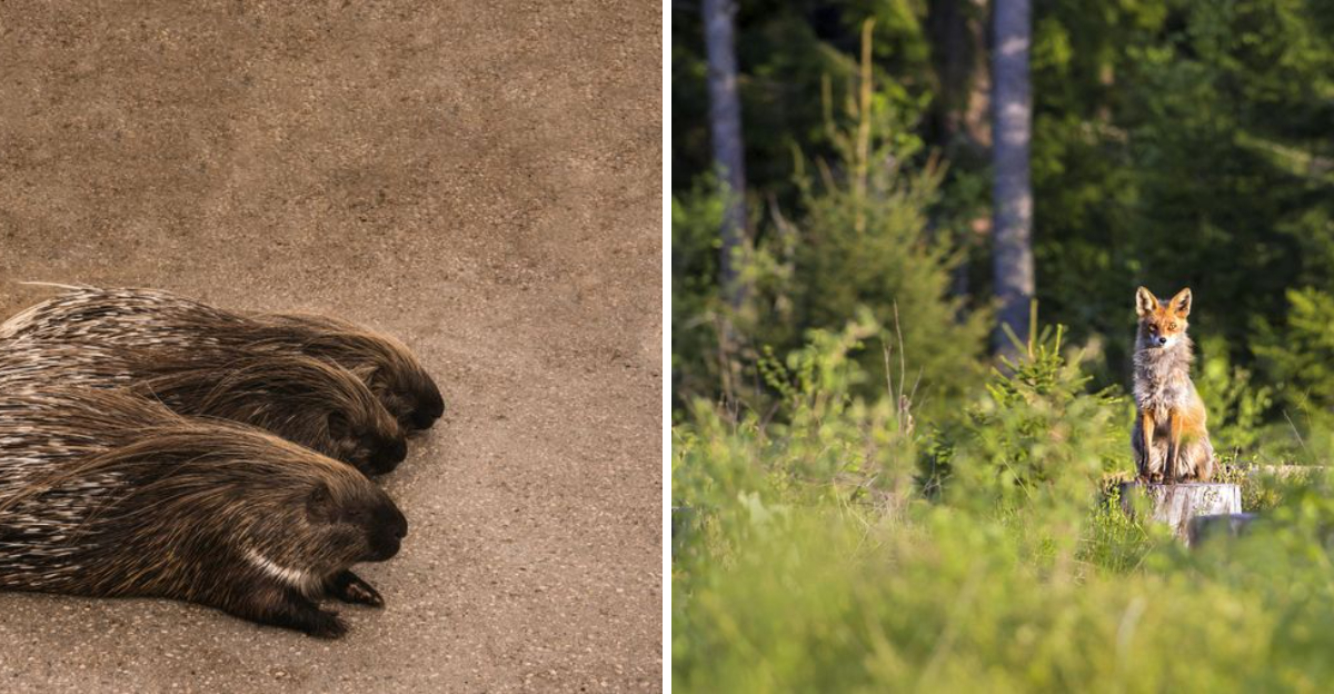 9 Animals That Could Hurt You But Usually Run First