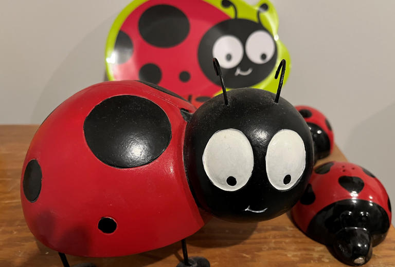 Ladybugs about to invade Middle Tennessee homes. Why you should care ...