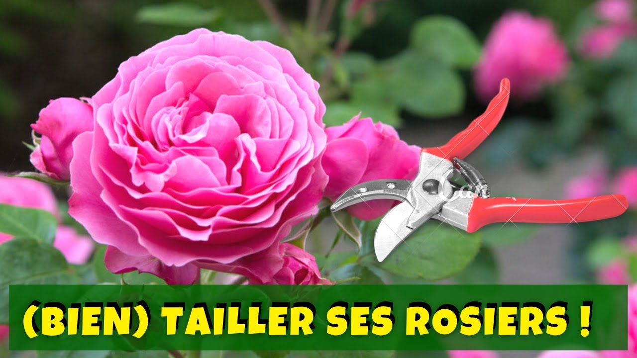 Tailler ses rosiers comme un pro avec les conseils de Matthias Meilland