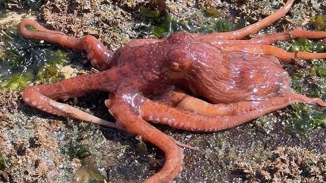 Incredible moment octopus walks across rocks