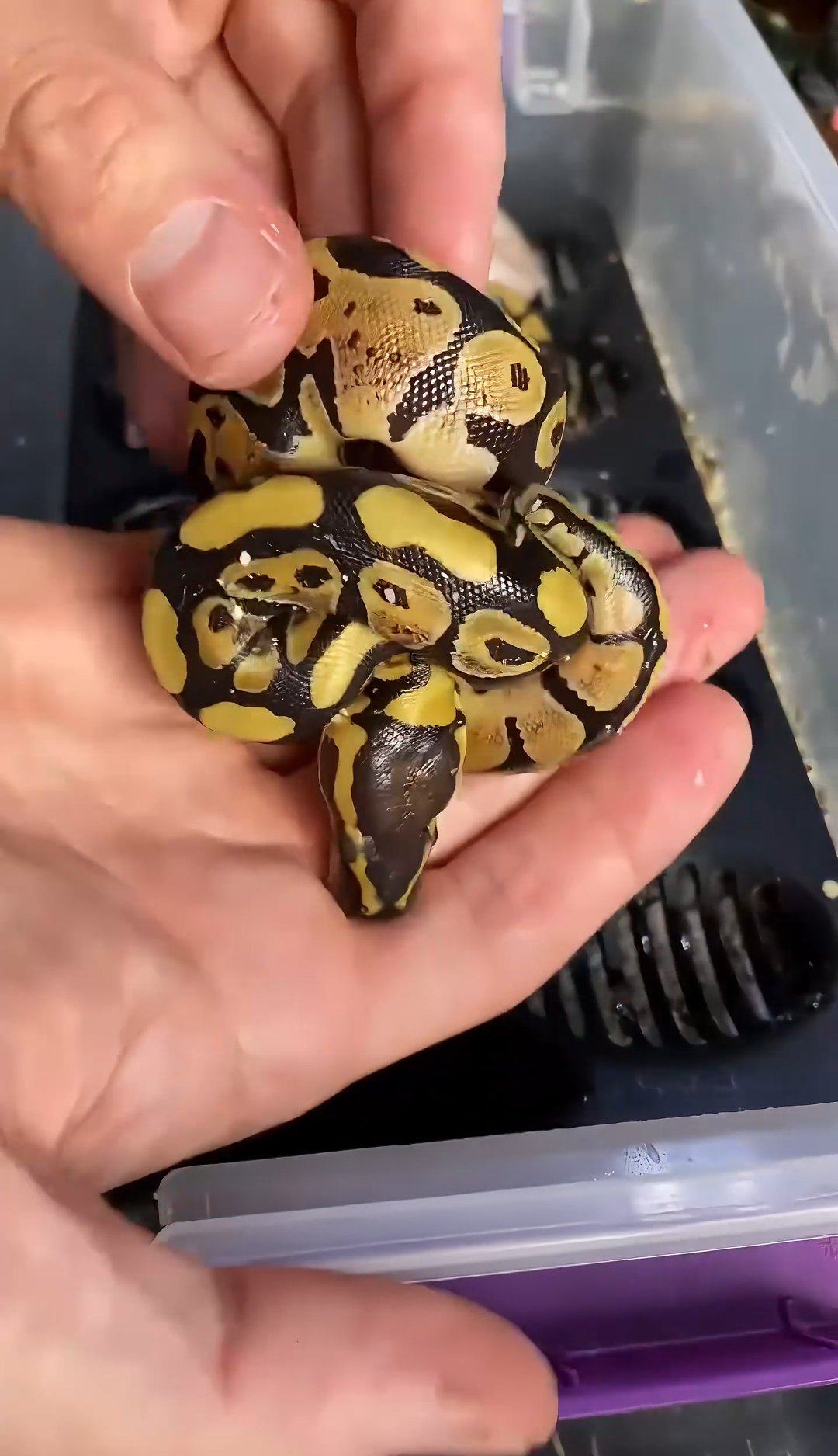 Something is off with our little snake!