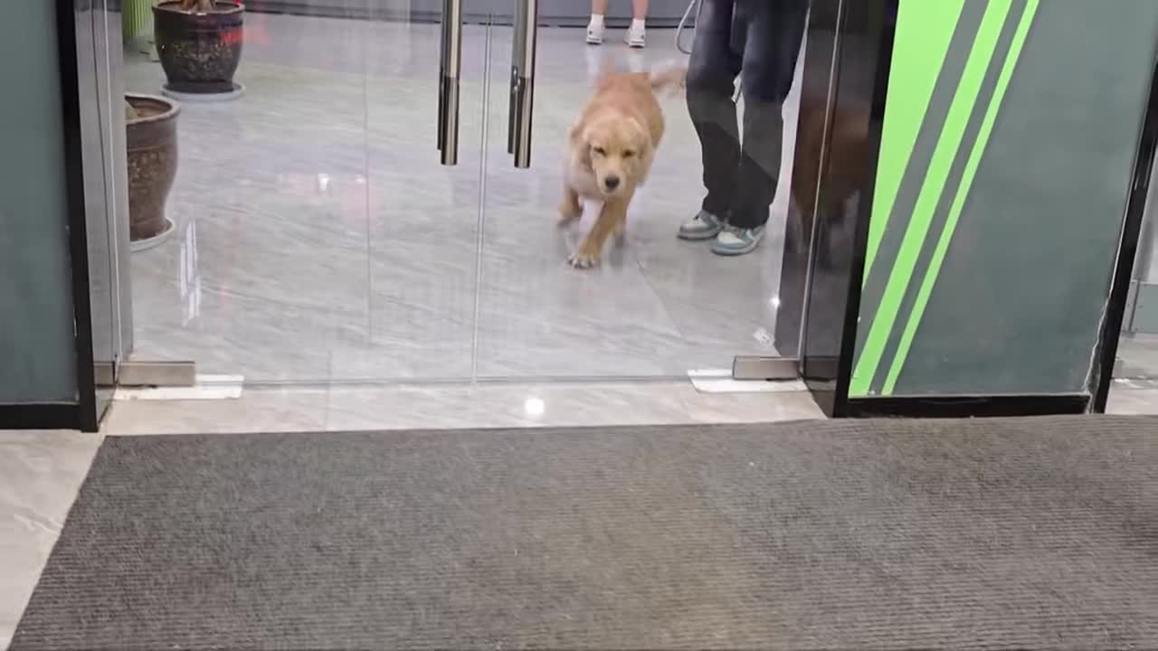 Golden retriever accidentally bumps into glass door in Guangdong, China
