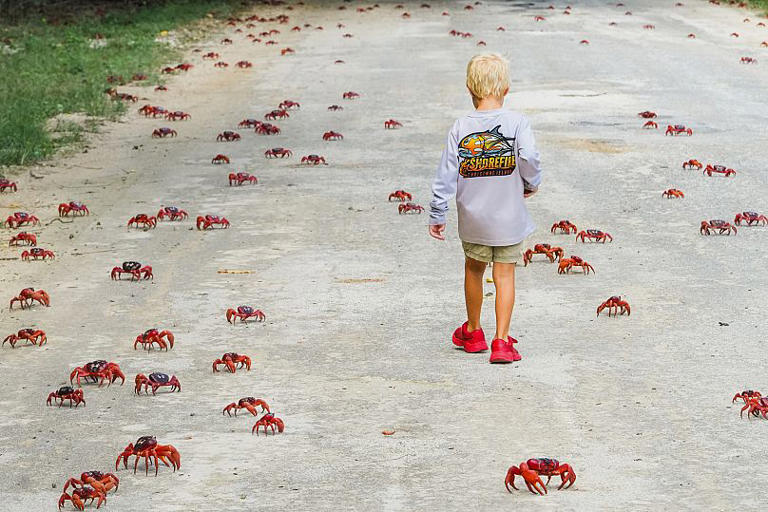 People use garden tools to protect millions of migrating red crabs on ...