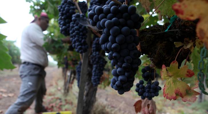Napa Valley wineries are ripping out vineyards amid 90-year low in ...