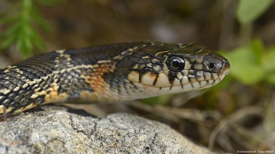 Snake invasion treatens Mallorca’s wildlife