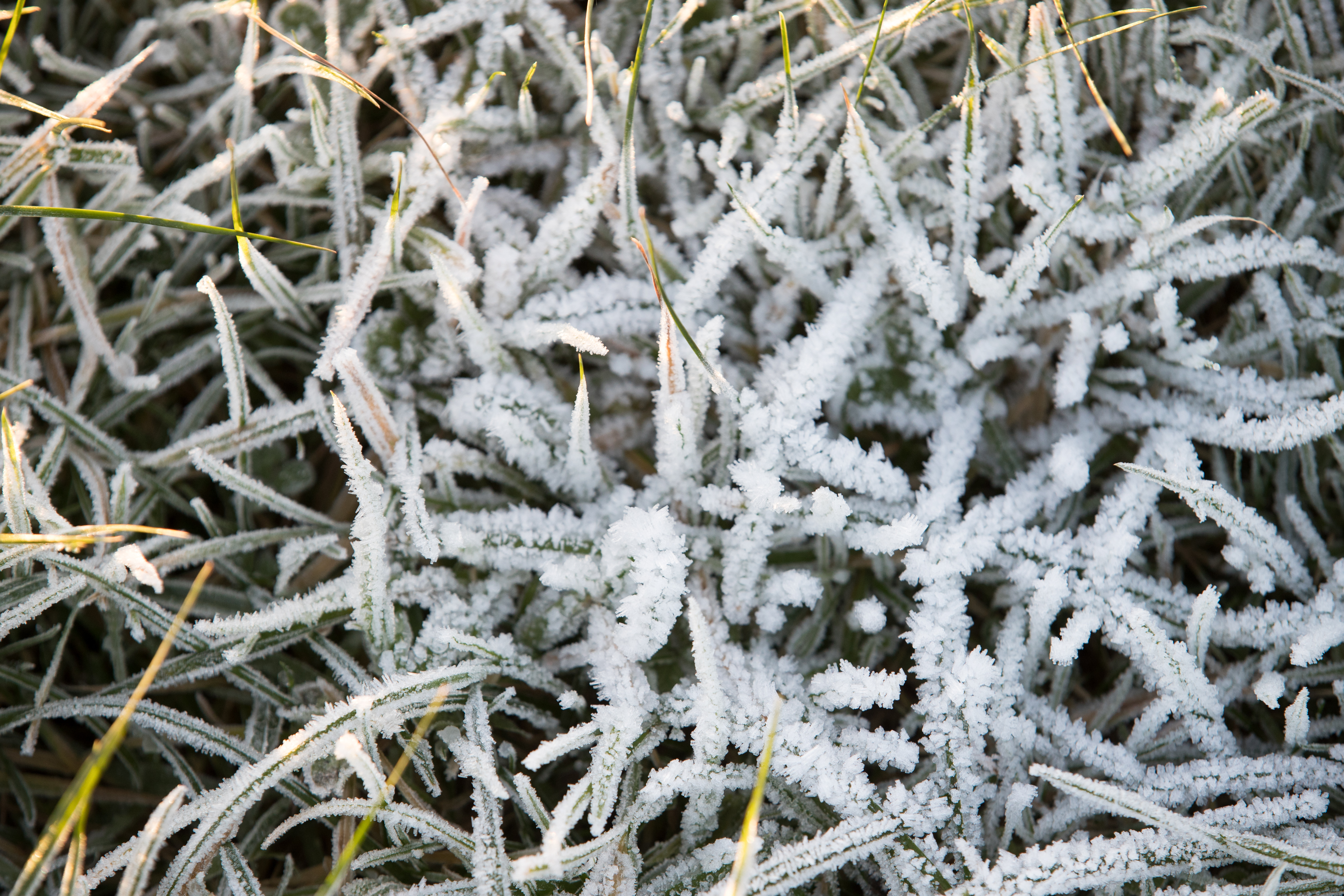 Frost advisory in effect for Chicago area; freeze warning, temperatures ...