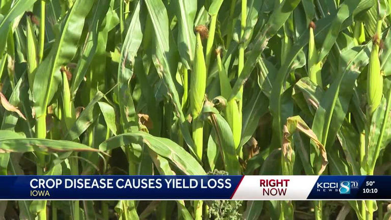 Southern rust slashes yields for some Iowa corn growers