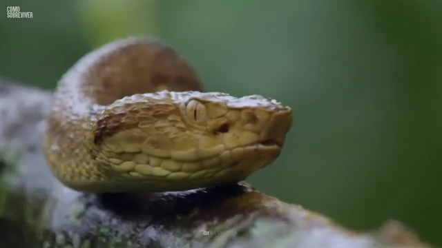 Como sobreviver na Ilha das Cobras