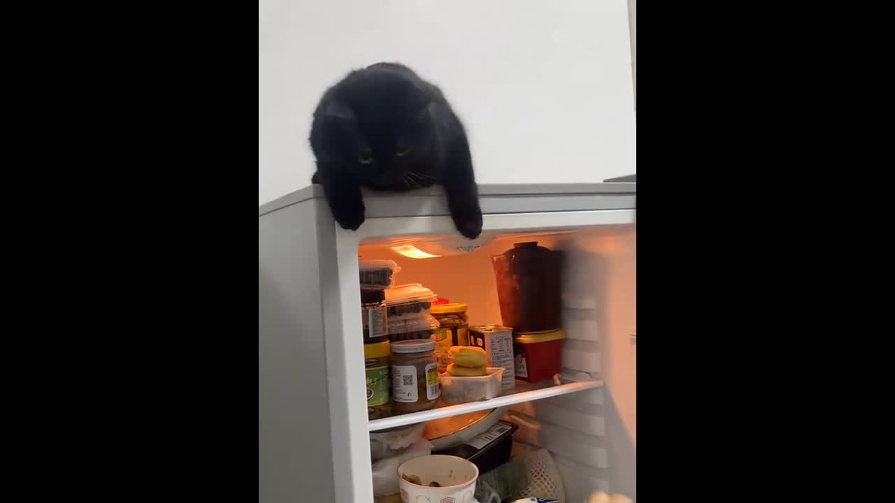 Cat guards the refrigerator in Beijing, China