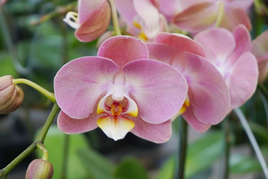 Weirdly-shaped plants that look like something else