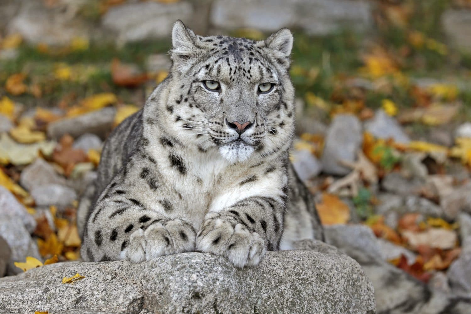 International Snow Leopard Day: 10 Incredible Facts About the “Ghost of ...