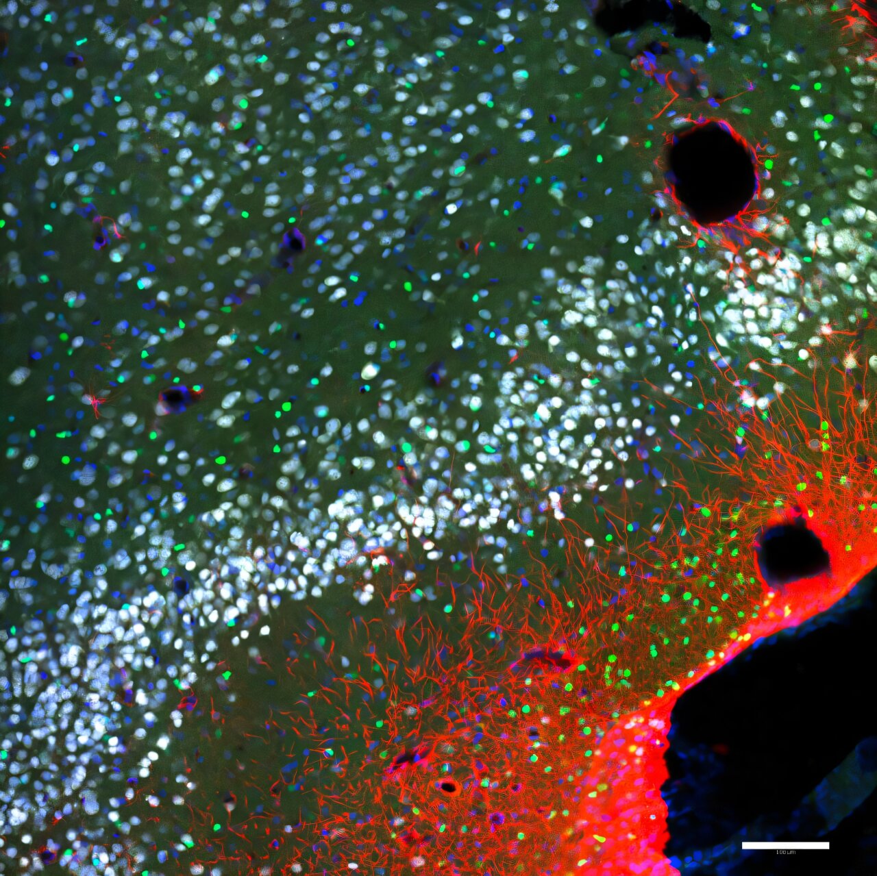 Glia may play a larger role in shaping neural circuit function than ...