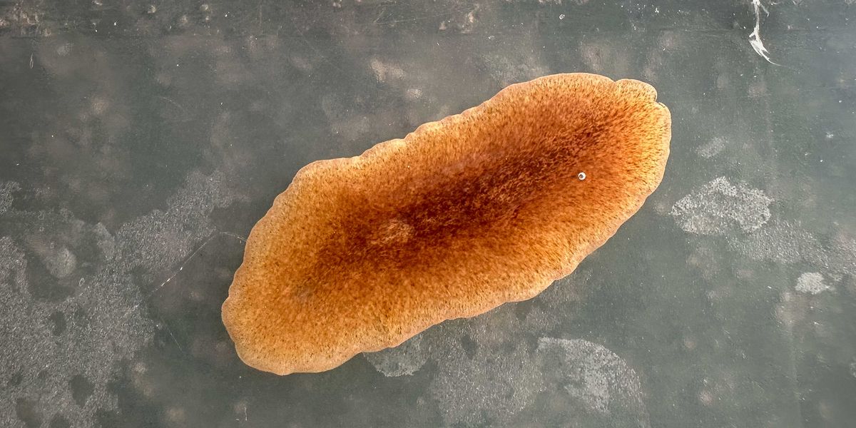 A Bizarre Worm Could Teach Humans to Regenerate, Scientists Say