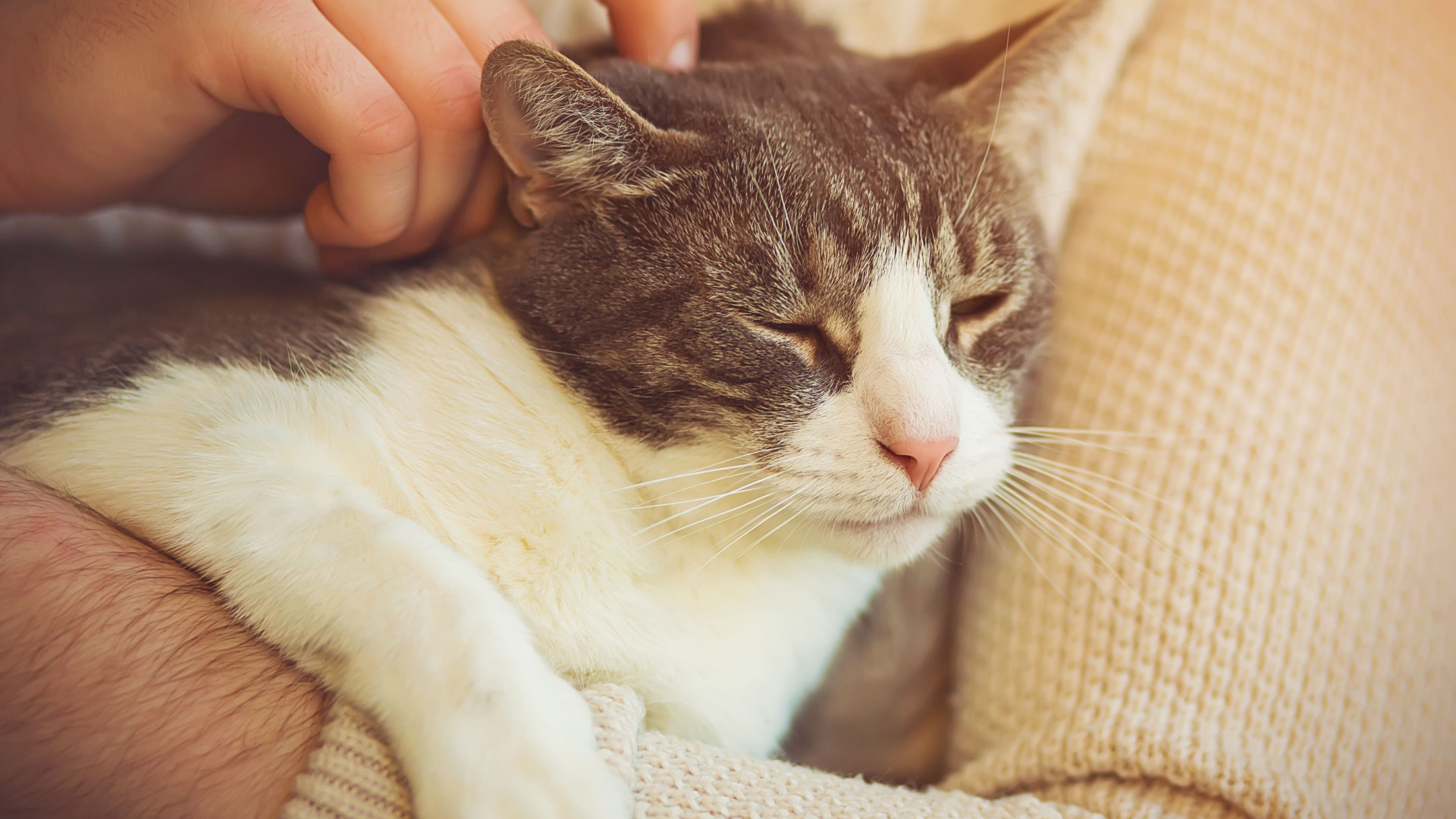 8 Signs Your Cat Is Deeply Attached To You Even If They Don’t Show It ...