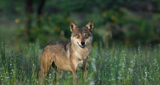 6 Exotic Animals You Can Spot In Pench National Park, Madhya Pradesh