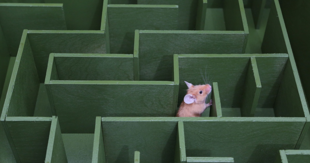 Results Of New Study Shows That Memories Physically Move In The Brains ...