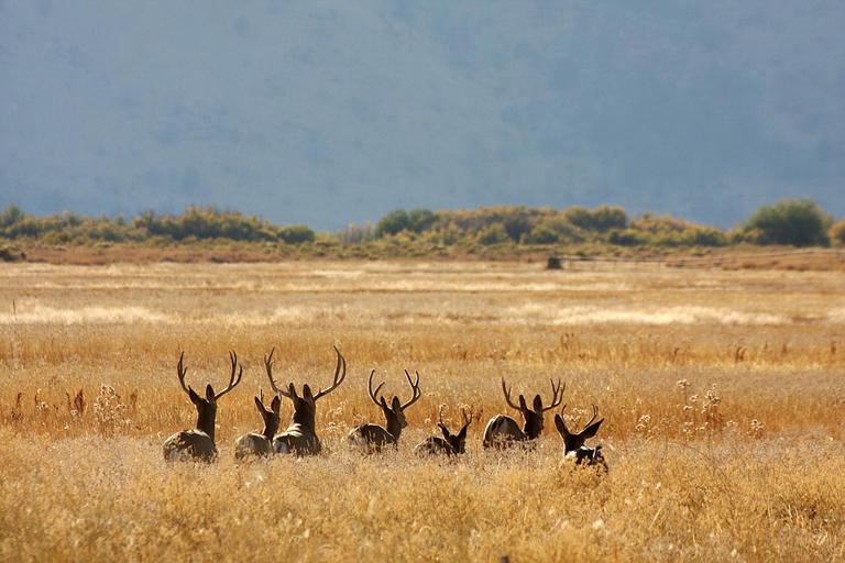 Oregon’s New Mule Deer Boundary Maps: How Changes Will Affect Hunters ...