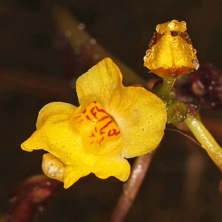 Plants That Act Like Wild Animals