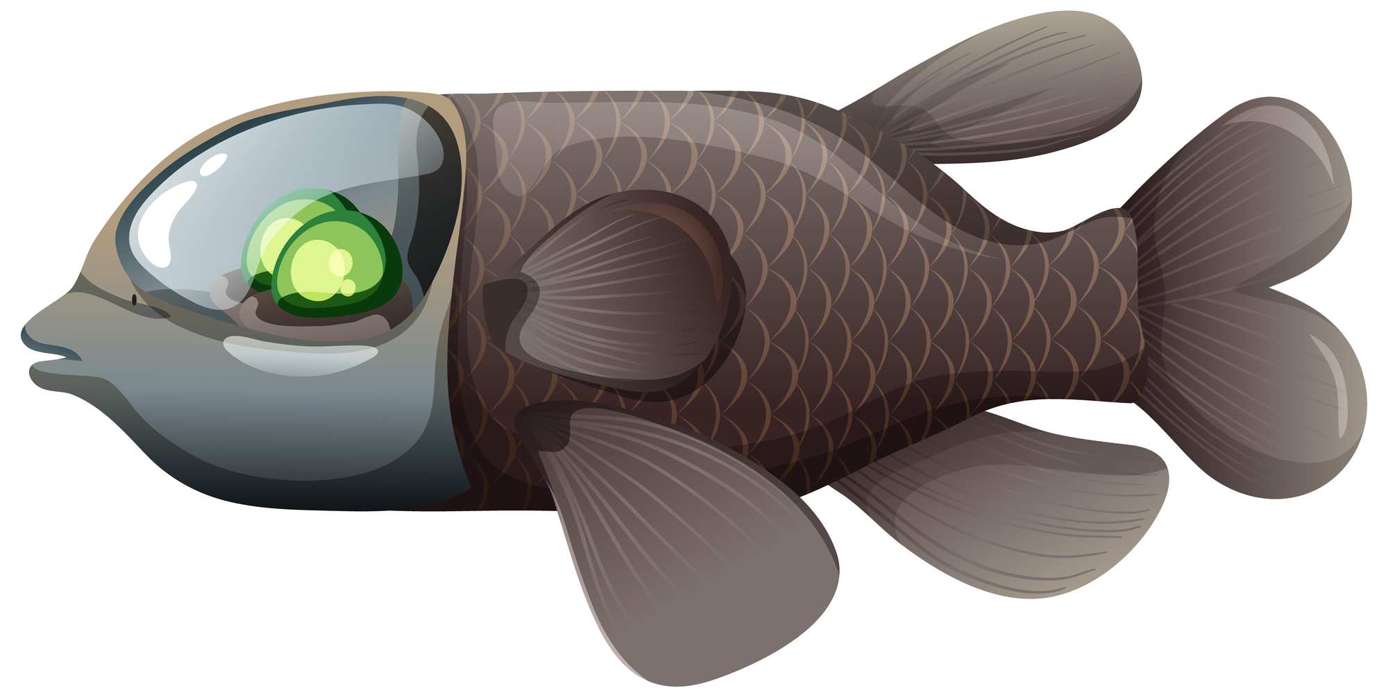 Ocean Creatures Few Have Ever Seen
