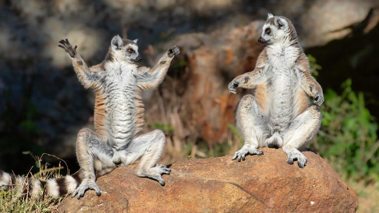 Hugging lizards and a dancing gorilla among picks for Comedy Wildlife ...